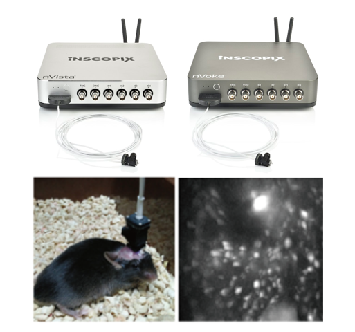 Inscopix独家代理_钙成像_nVista_双光子_因斯蔻浦(上海)生物科技有限公司