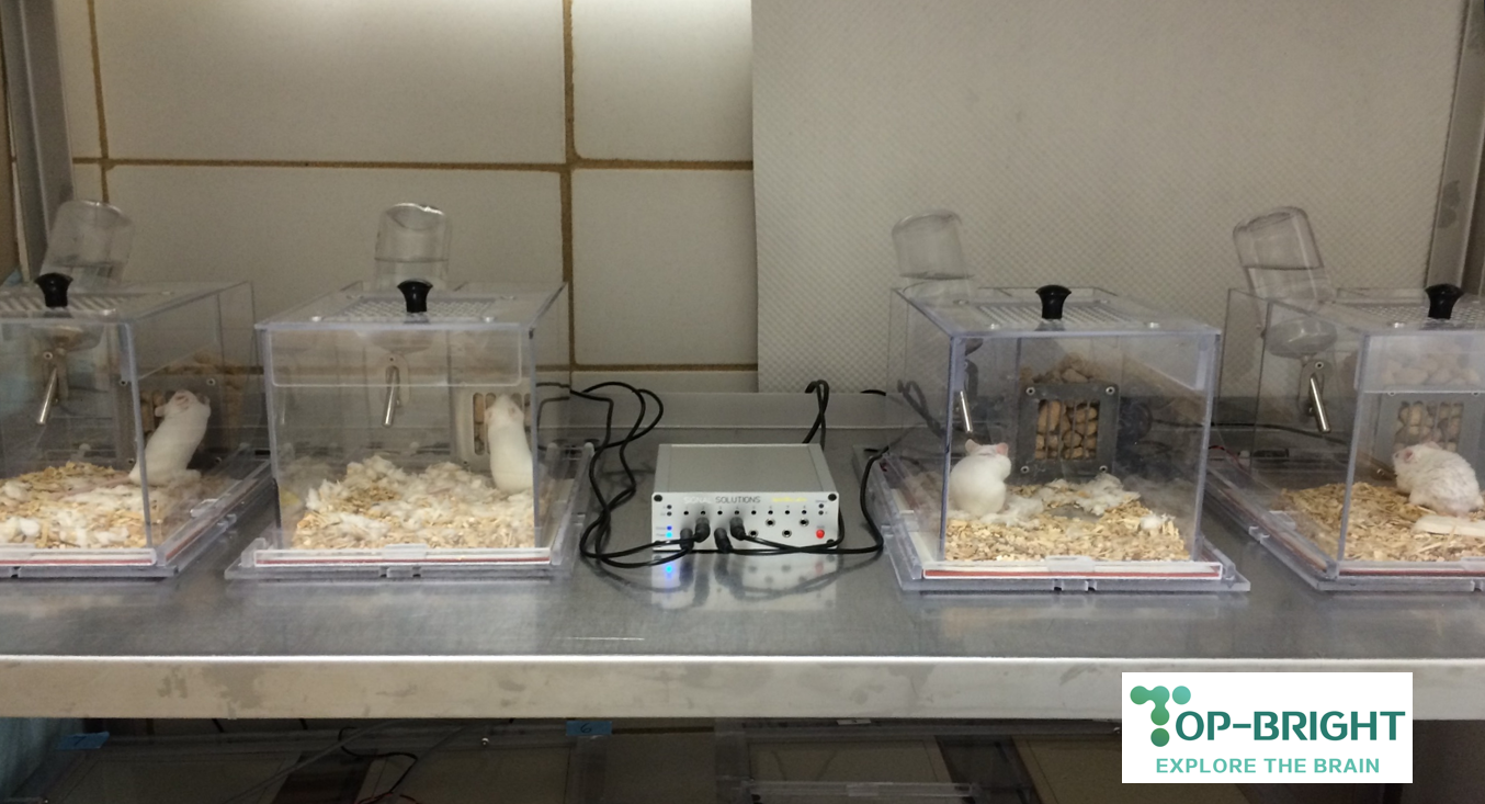 Inscopix独家代理_钙成像_nVista_双光子_因斯蔻浦(上海)生物科技有限公司