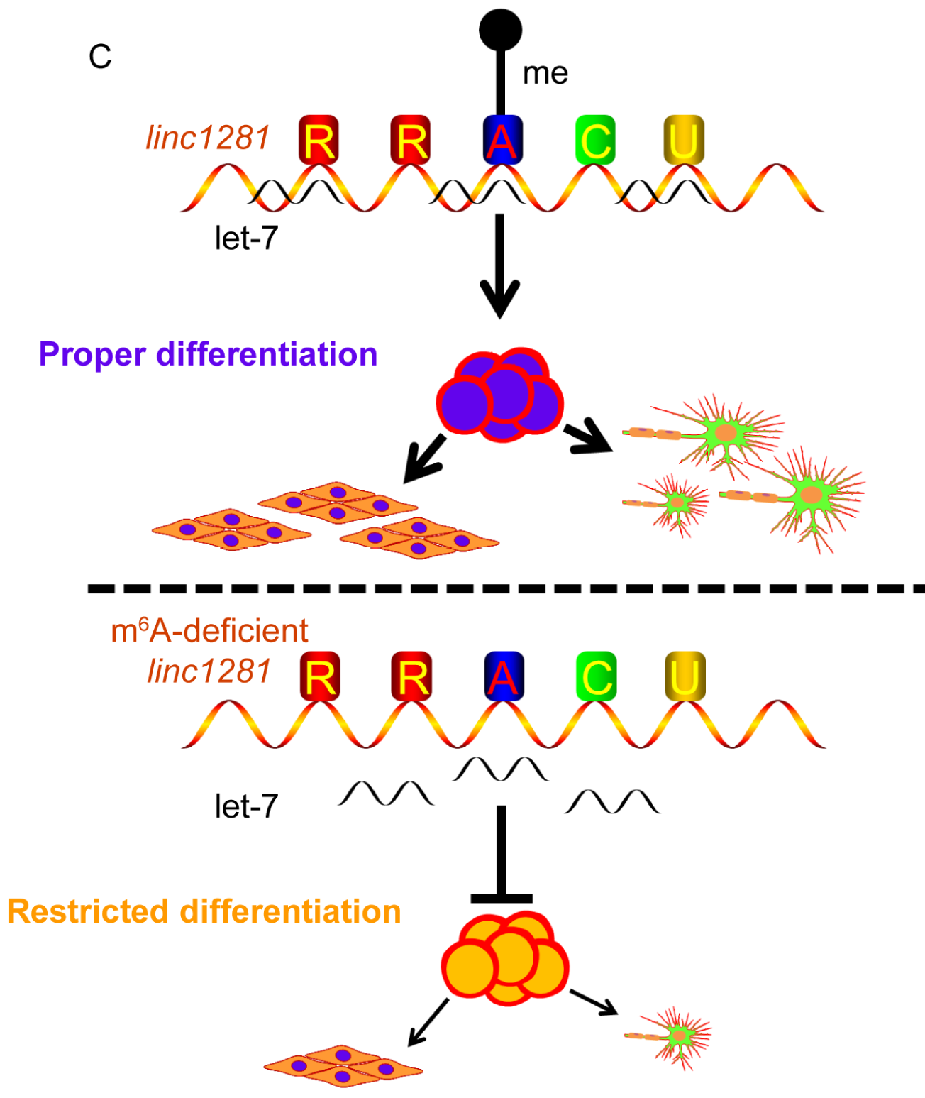 云序生物新m6A“RNA甲基化”研究汇总—非编码RNA篇