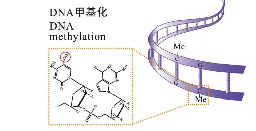 5mC DNA甲基化测序--上海云序生物科技有限公司