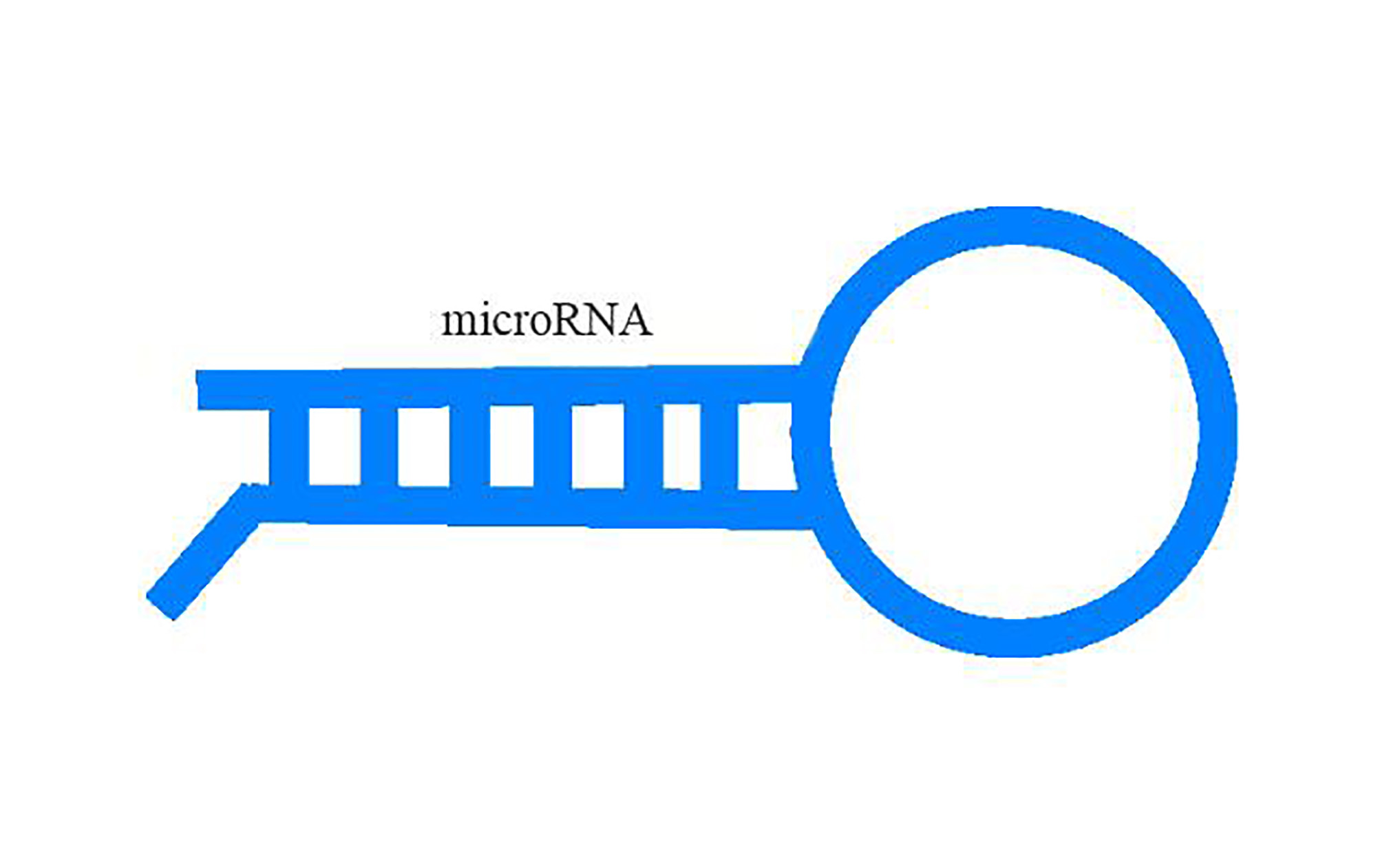 miRNA实时定量PCR--上海云序生物科技有限公司
