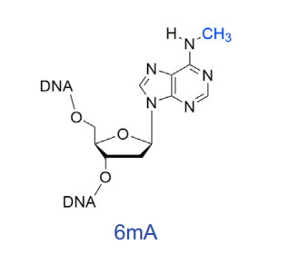 6mA DNA测序--上海云序生物科技有限公司