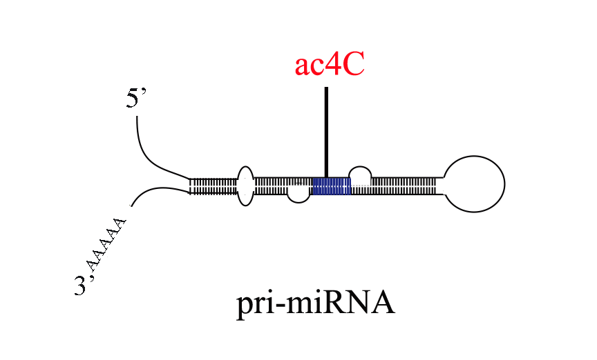 ac4C LncRNA测序--上海云序生物科技有限公司