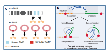 2020国自然研究热点—eccDNA的前世今生