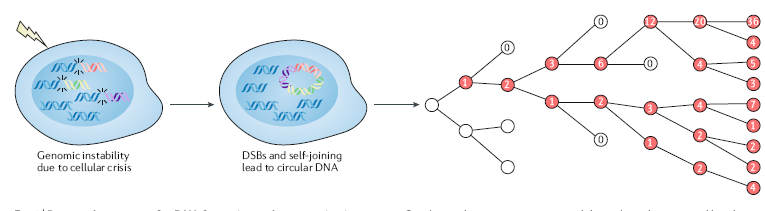 2020国自然研究热点—eccDNA的前世今生