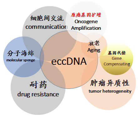 2020国自然研究热点—eccDNA的前世今生