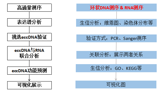 2020国自然研究热点—eccDNA的前世今生
