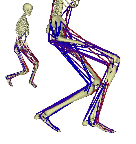 OpenSim人体仿真建模及生物力学分析系统_上海形宙数字技术有限公司