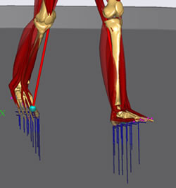 AnyBody人体建模仿真系统_上海逢友信息科技有限公司