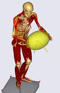 AnyBody人体建模仿真系统_上海逢友信息科技有限公司